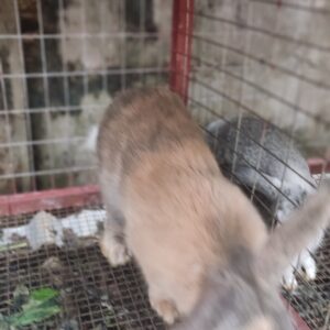 Design, Size and Dimensions of a Rabbit Nesting Box | Envynature