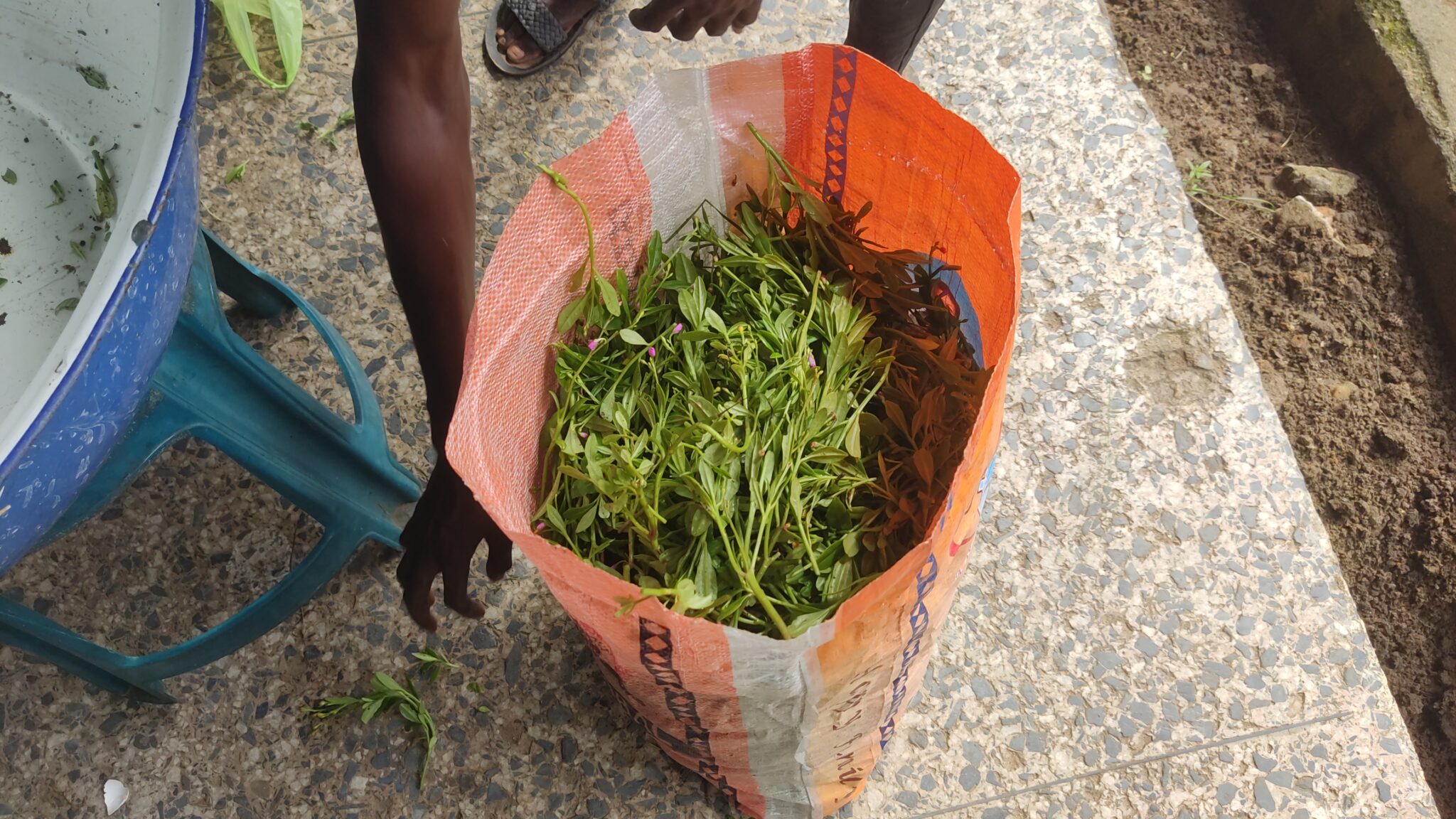 WaterLeaf: How to grow and other information | Envynature