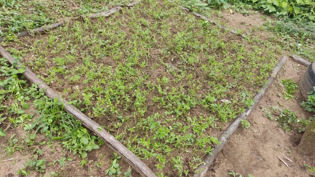 WaterLeaf: How to grow and other information | Envynature