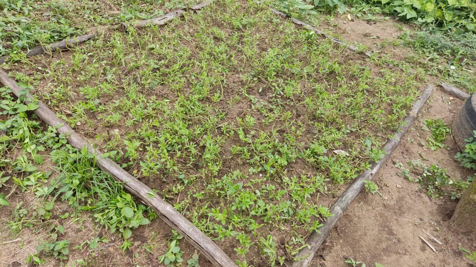 WaterLeaf: How to grow and other information | Envynature