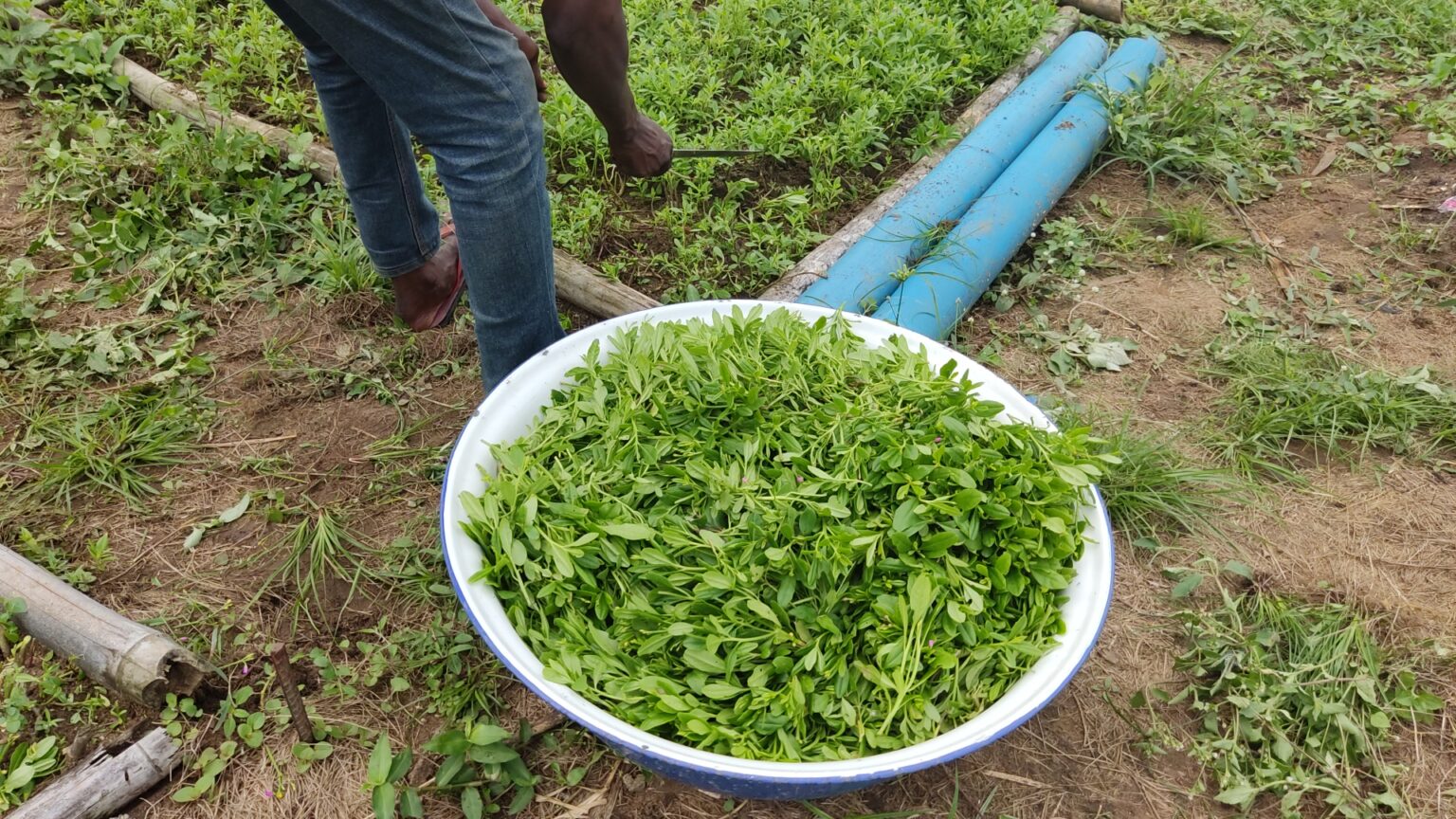 WaterLeaf: How to grow and other information | Envynature