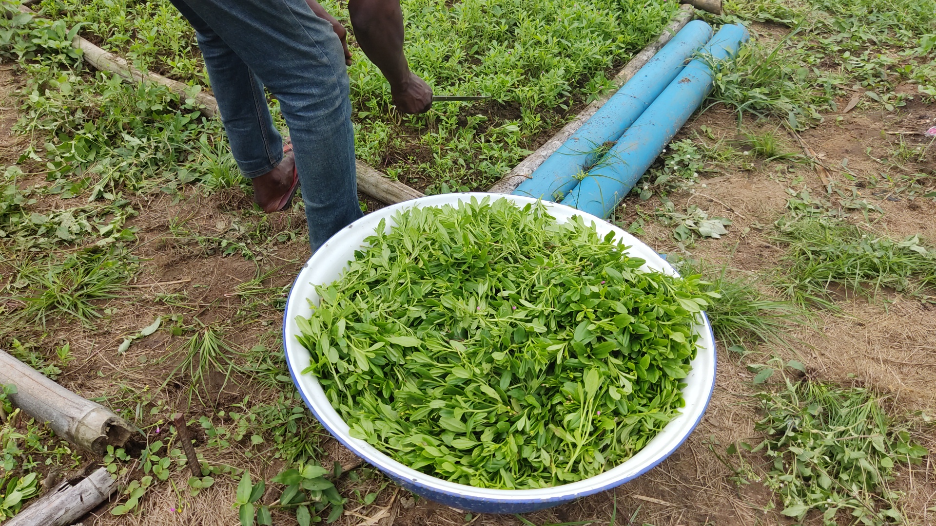 WaterLeaf: How to grow and other information | Envynature