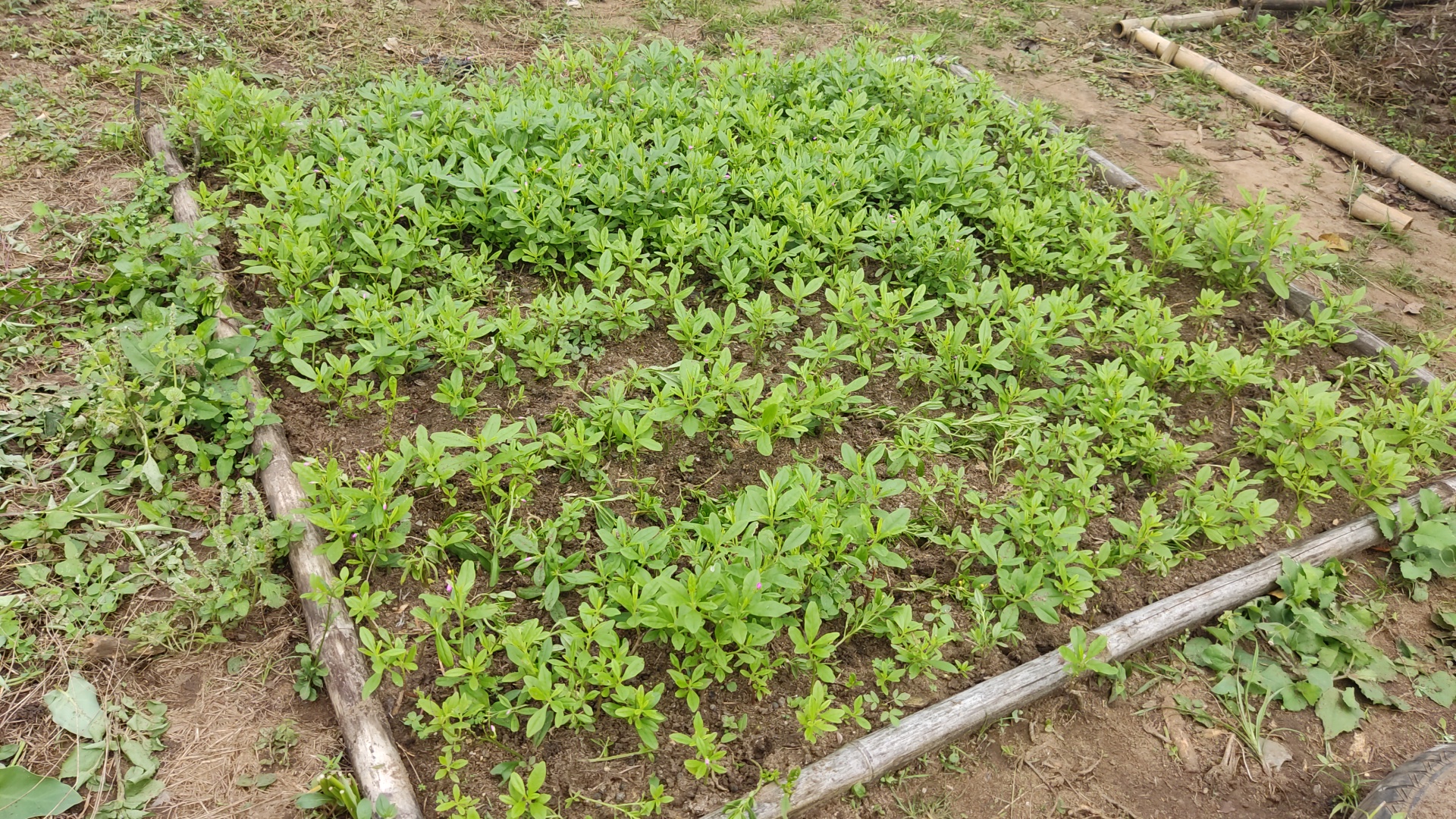 WaterLeaf: How to grow and other information | Envynature