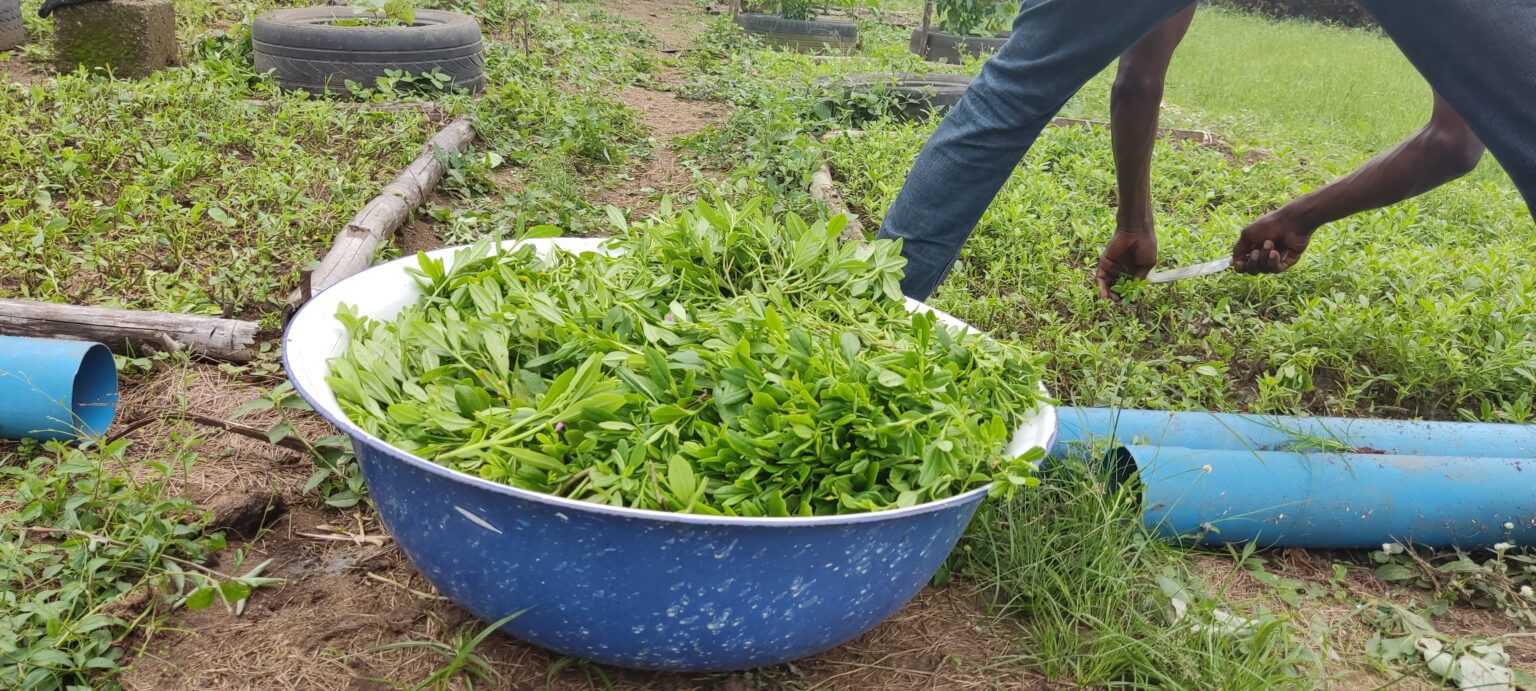 WaterLeaf: How to grow and other information | Envynature