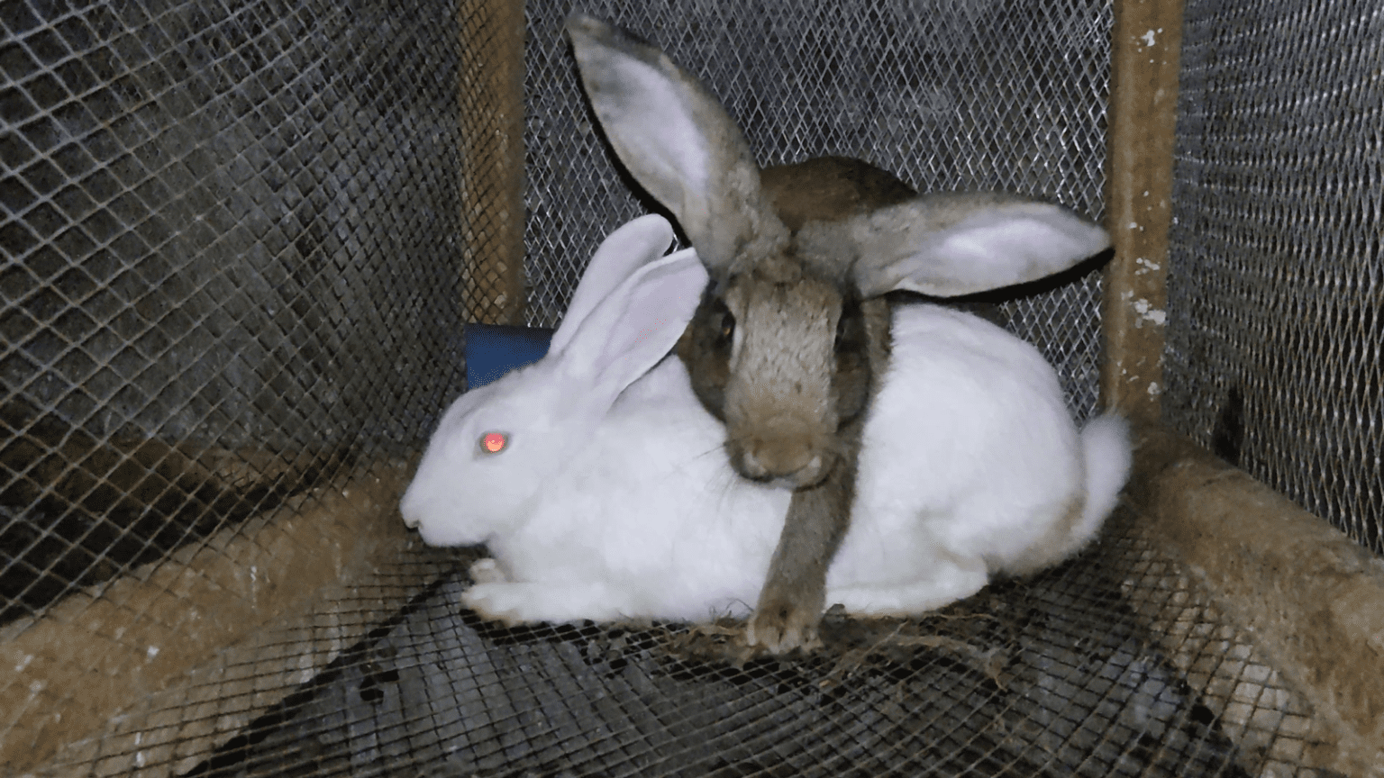 Understanding Rabbit Reproduction | Envynature