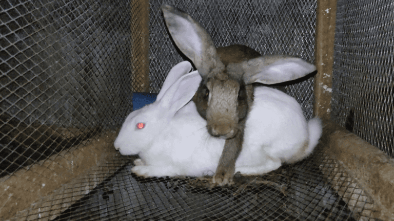 Understanding Rabbit Reproduction | Envynature