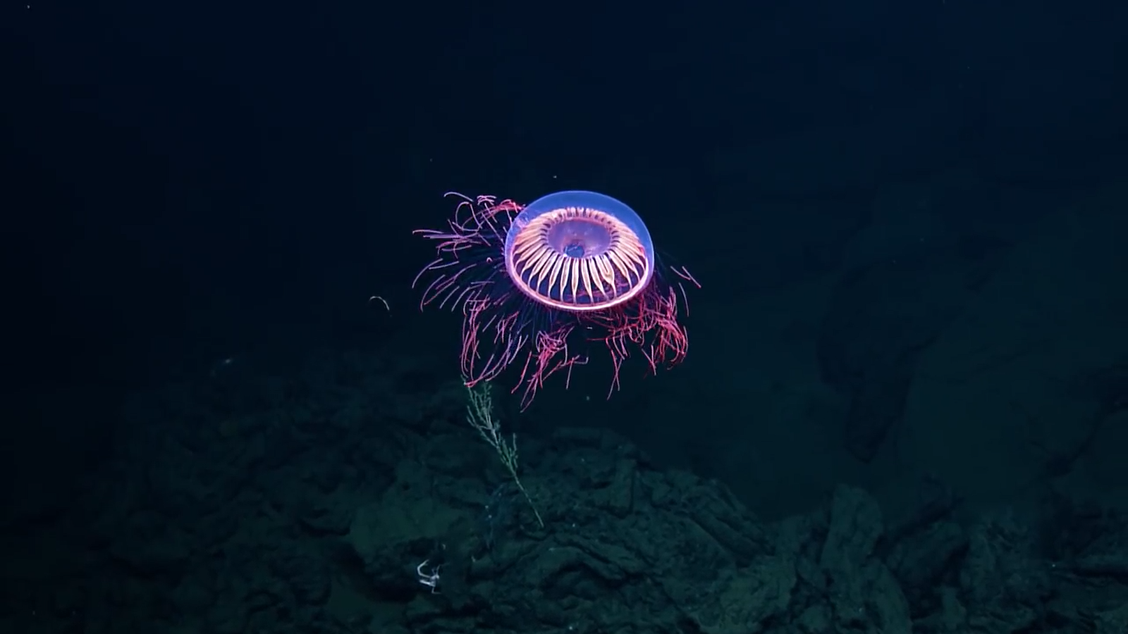 Halitrephes Maasi Jellyfish - A floating fireworks | Envynature