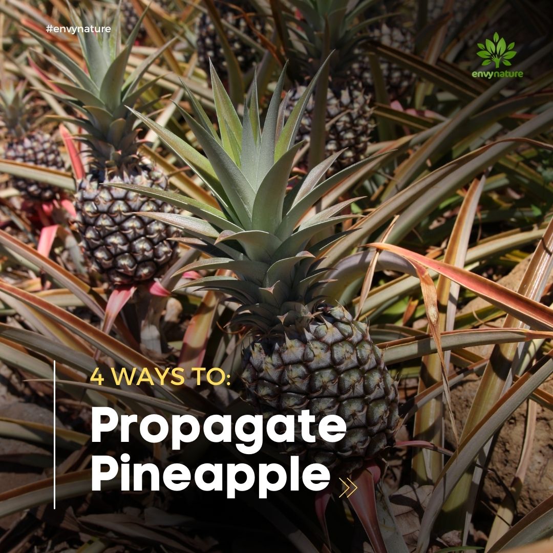 Four Ways To Propagate Pineapple | Envynature