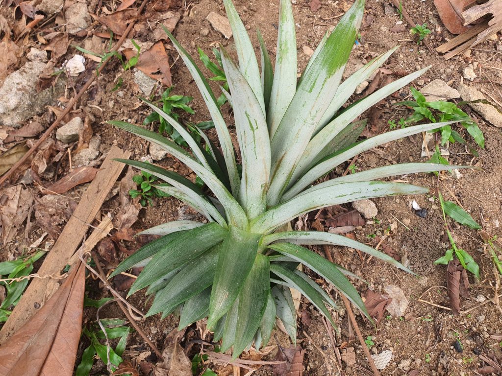 Four Ways To Propagate Pineapple | Envynature