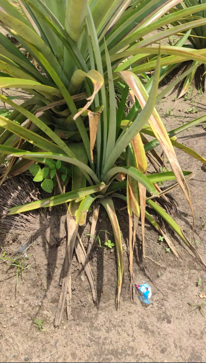 Four Ways To Propagate Pineapple | Envynature