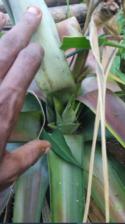 Four Ways To Propagate Pineapple | Envynature