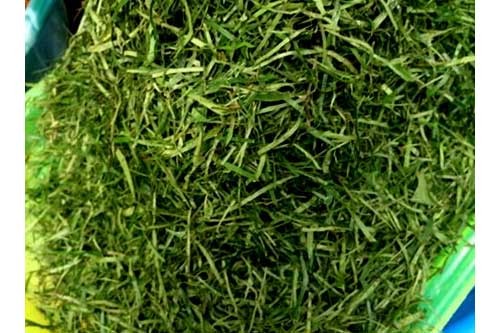 Afang (All you need to Know) | Envynature