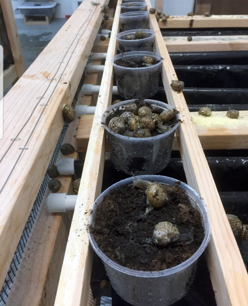 How to Design a Snail Pen | Envynature