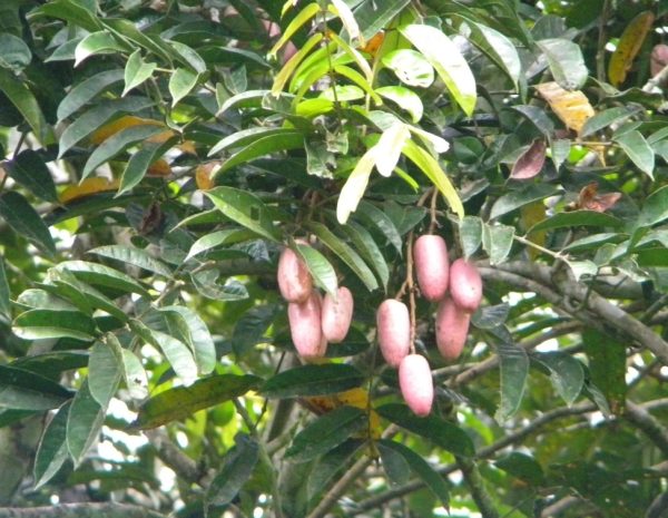 African Pear (Origin, Nutritional Value and How to Grow) | Envynature