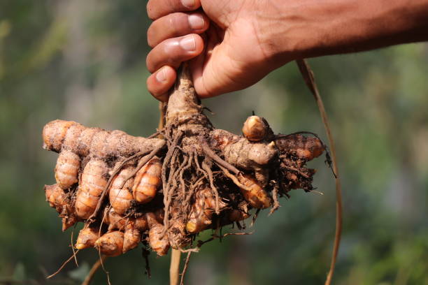 The Wonders of Turmeric Plant | Envynature
