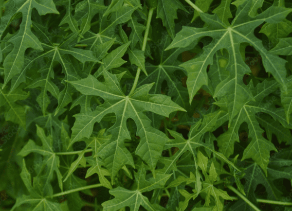 Chaya (Origin, Health Benefits And How To Grow) | Envynature