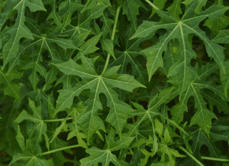 Chaya (Origin, Health Benefits And How To Grow) | Envynature