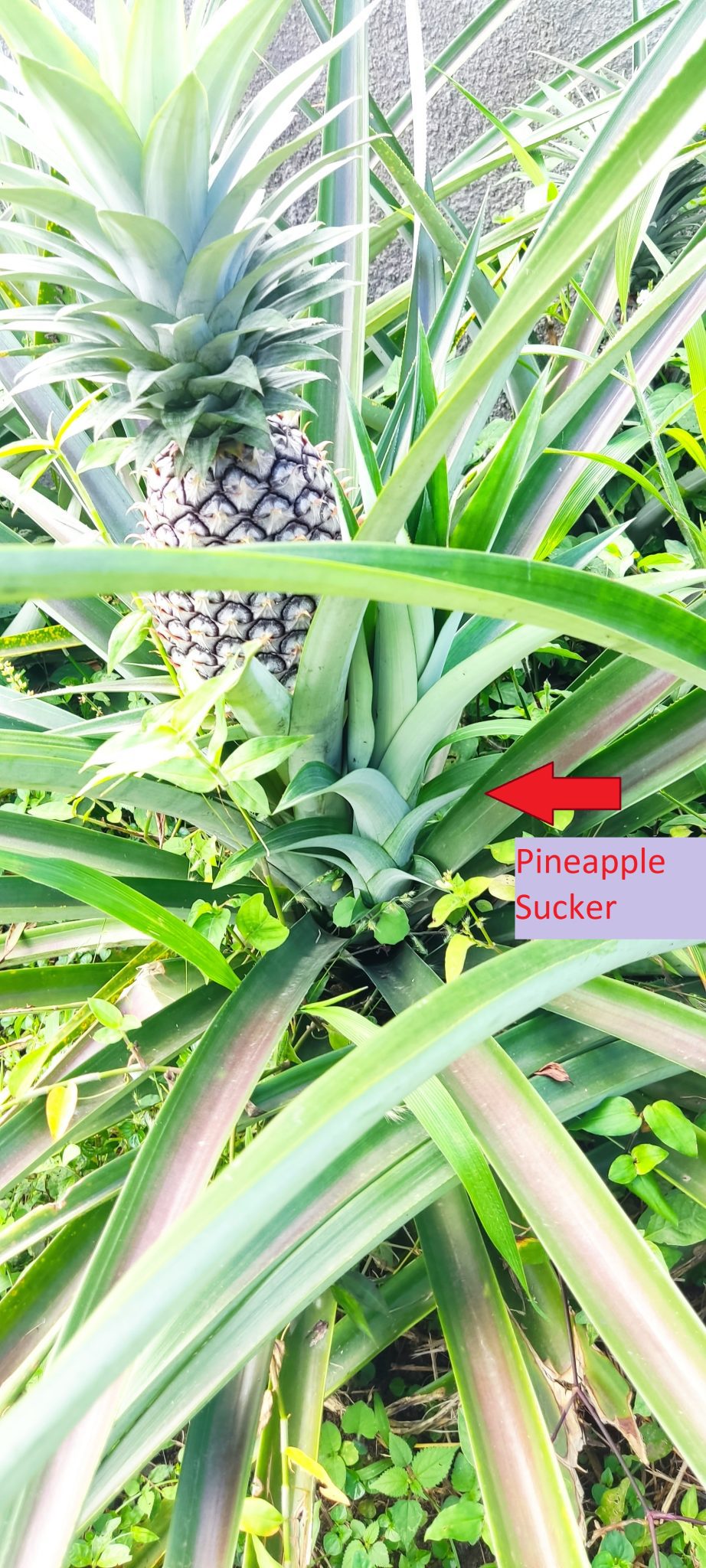 How to Grow Pineapple from Suckers | Envynature