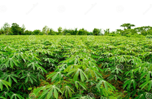 Cassava (Origin, Health Benefits and How to Grow) | Envynature