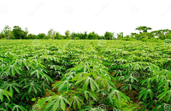 Cassava (Origin, Health Benefits and How to Grow) | Envynature