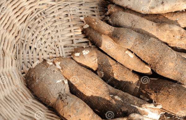 Cassava (Origin, Health Benefits and How to Grow) | Envynature