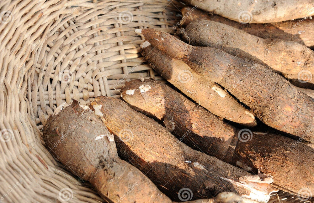 Cassava (Origin, Health Benefits and How to Grow) | Envynature