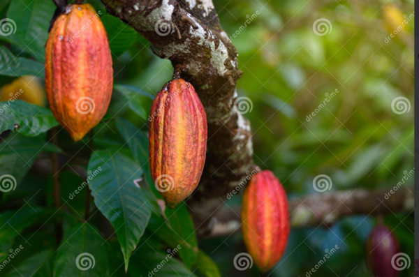 Cocoa (Origin, Health Benefits And How to Grow) | Envynature
