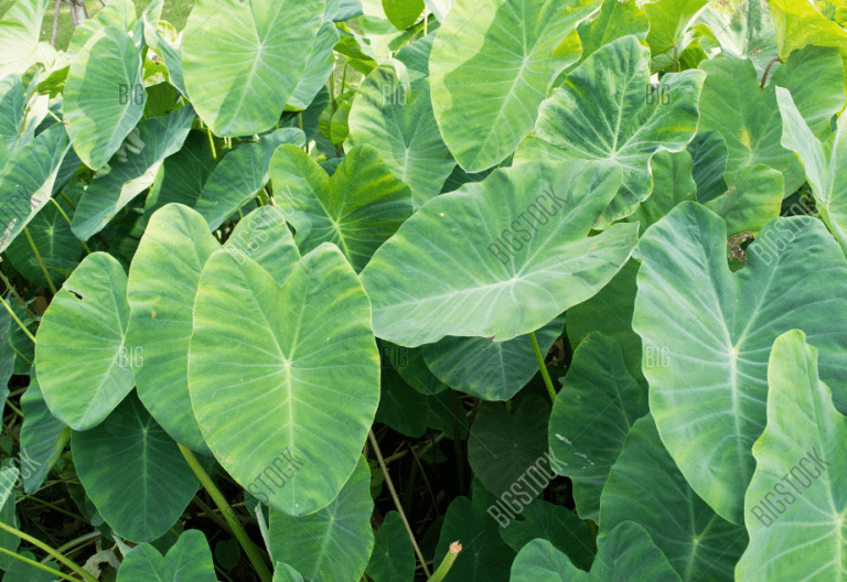 Cocoyam (Origin, Health Benefits And How To Grow) | Envynature