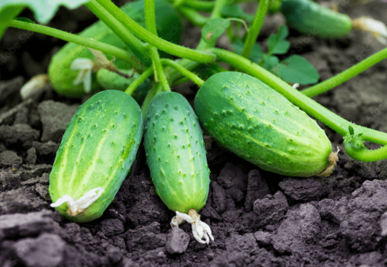 Cucumber (Origin, Health Benefits And How TO Grow) | Envynature