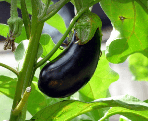 Eggplant (Origin, Health Benefits, And How To Grow) | Envynature