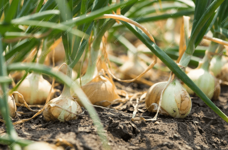 Garlic (Origin, Health Benefits And How To Grow) | Envynature