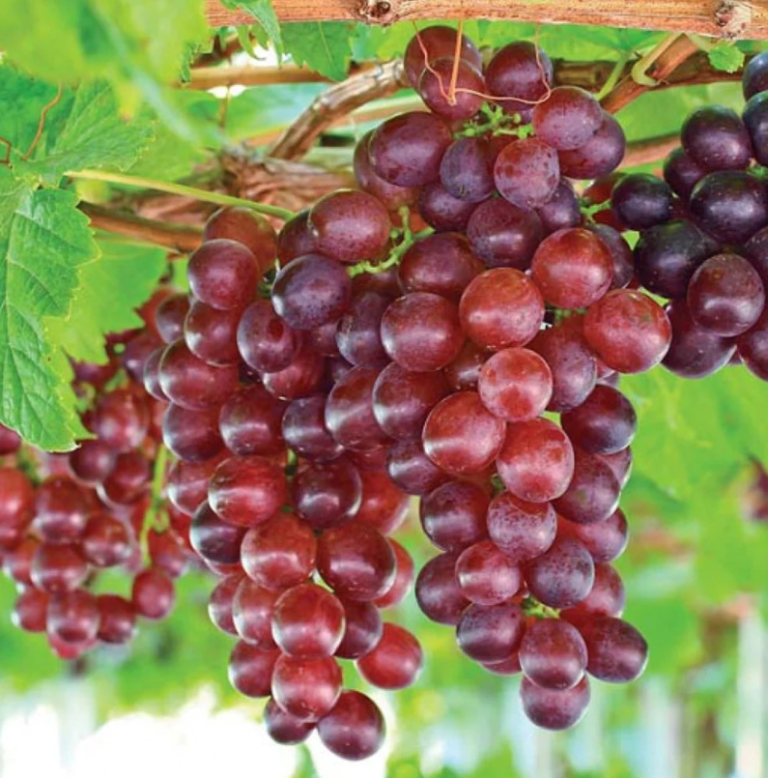 Grape (Origin, Health Benefits And How To Grow) | Envynature