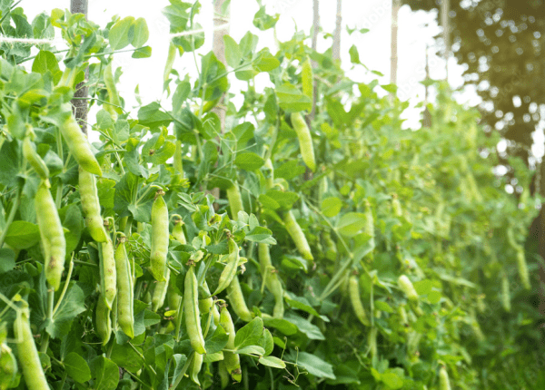 Green Pea (Origin, Health Benefits And How To Grow) | Envynature