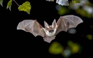 Threat to Bats | Envynature