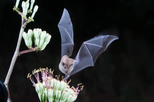 Threat to Bats | Envynature