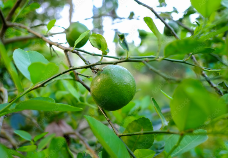 Lime (Origin, Health Benefits And How To Grow) | Envynature