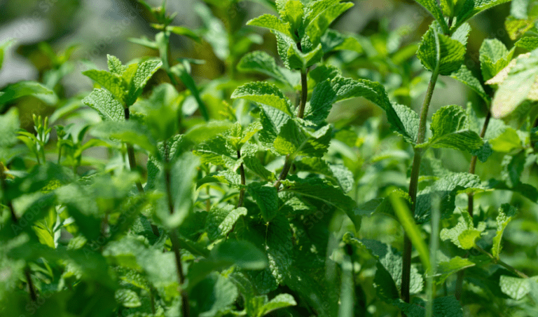 Mint (Origin, Health Benefits And How To Grow) | Envynature
