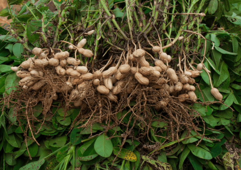 Groundnut (Origin, Health Benefits And How To Grow) | Envynature