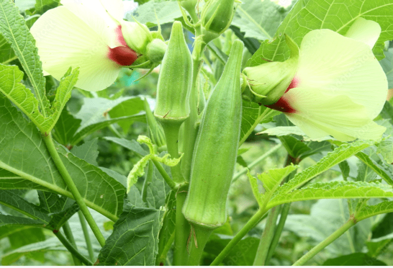 Okro (Origin, Health Benefits And How To Grow) | Envynature