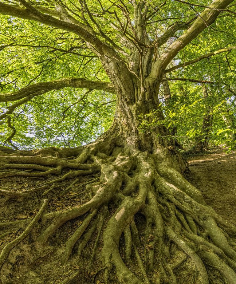 How the Roots of Plants Interconnect: Why is It Important? | Envynature