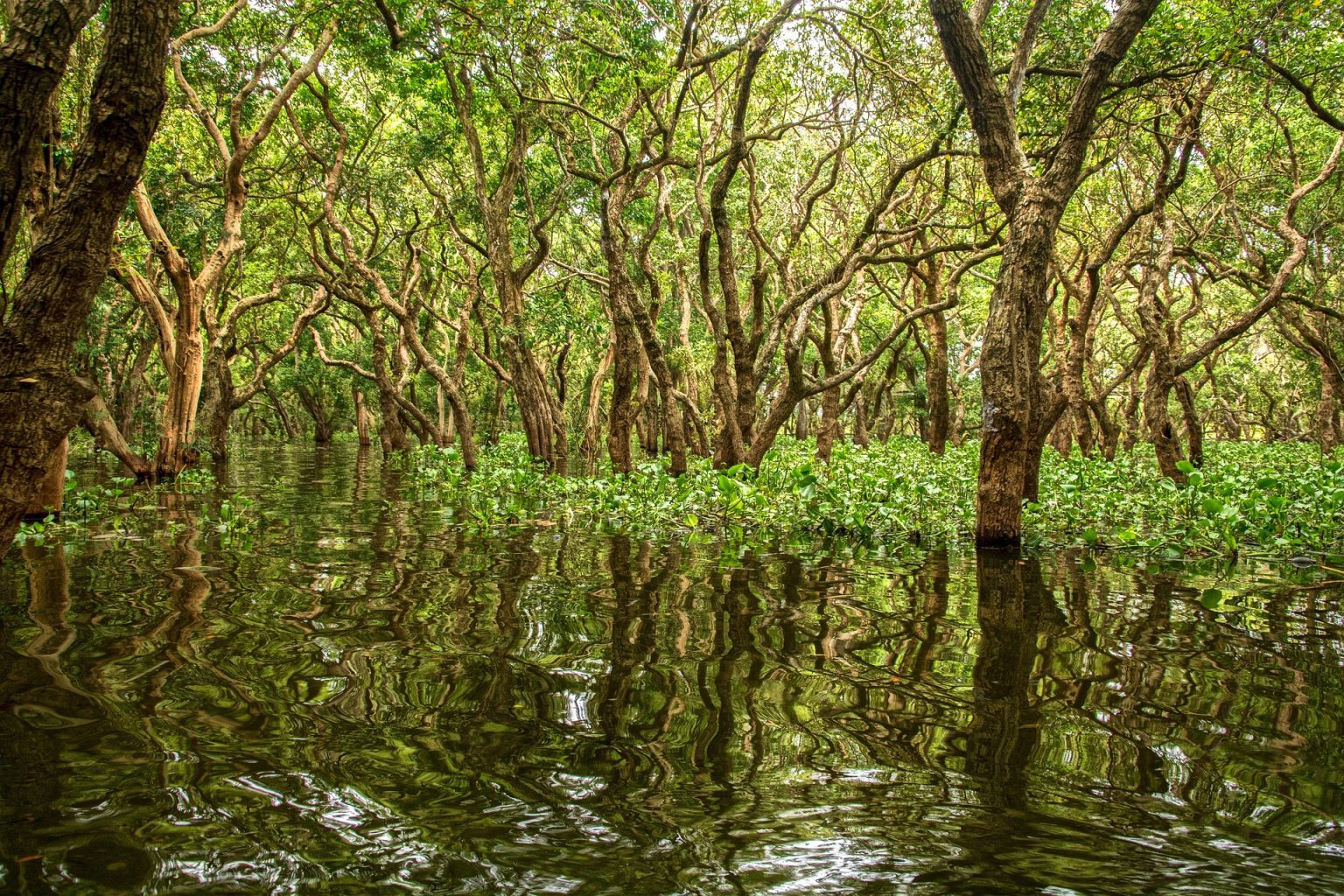 The Vital Role of Mangroves: How These Coastal Trees Benefit Our World ...
