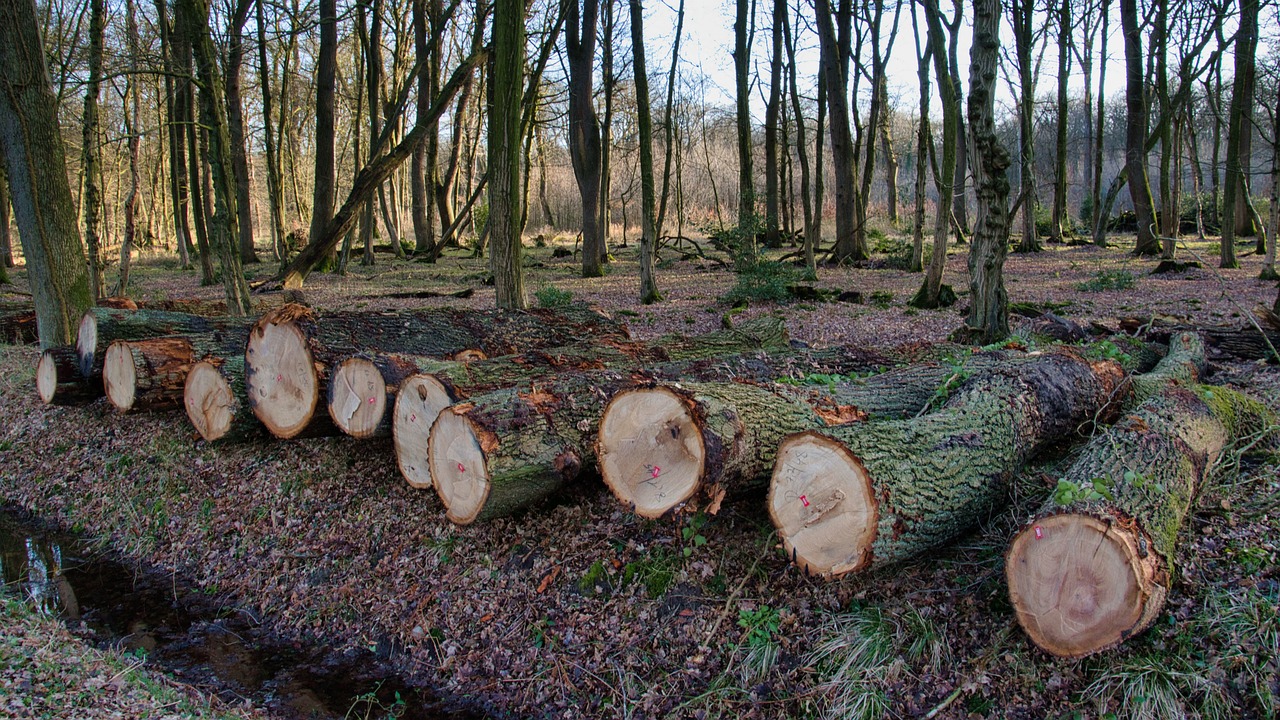 How Deforestation and Bush Burning Contribute to an Increase in the ...