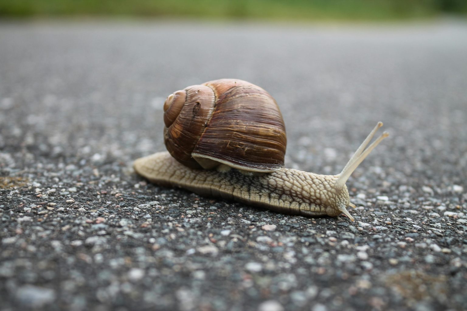 Why You Should Raise Snails: The Ultimate Guide to Snail Farming ...