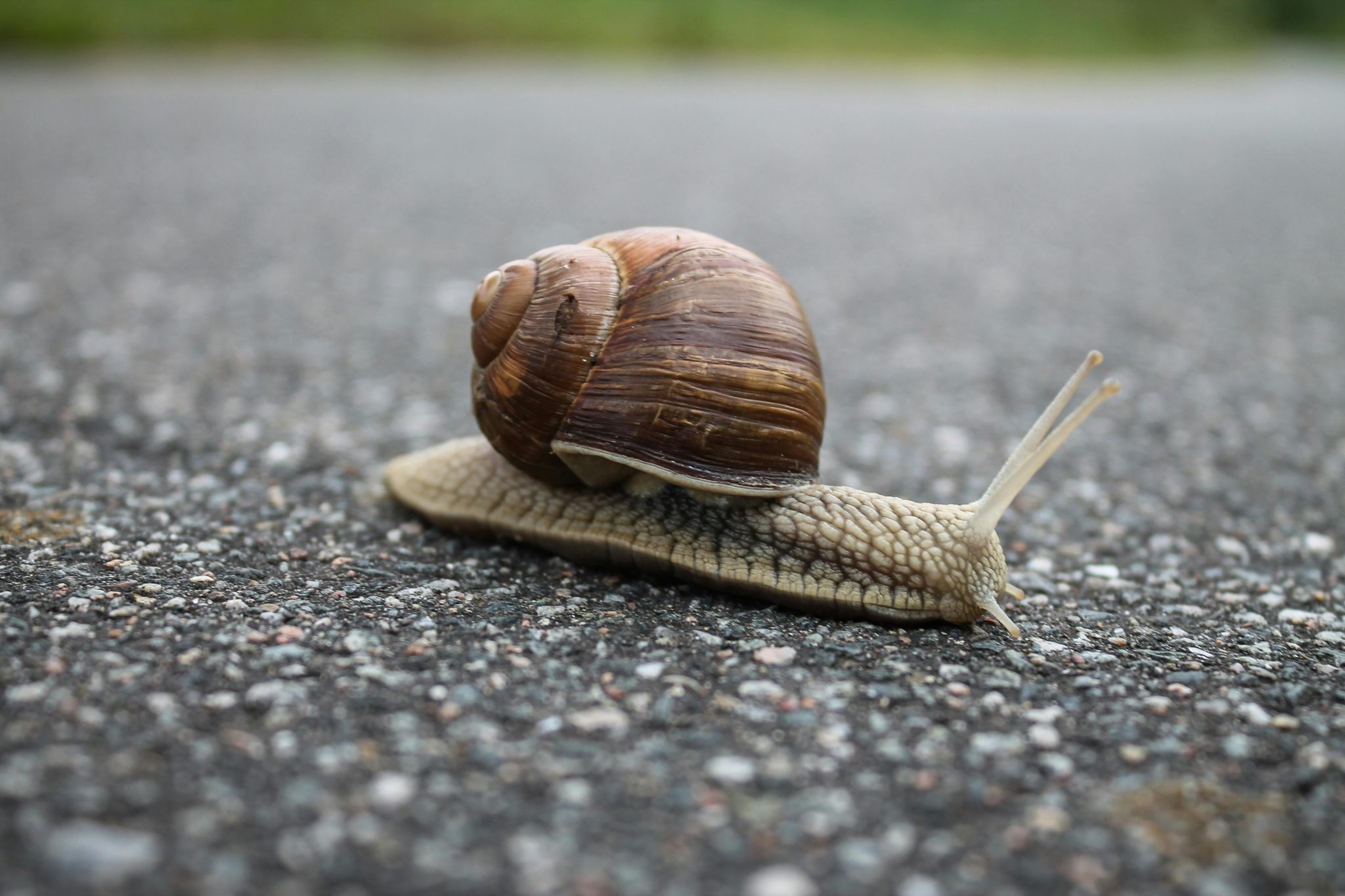 Why You Should Raise Snails: The Ultimate Guide to Snail Farming ...