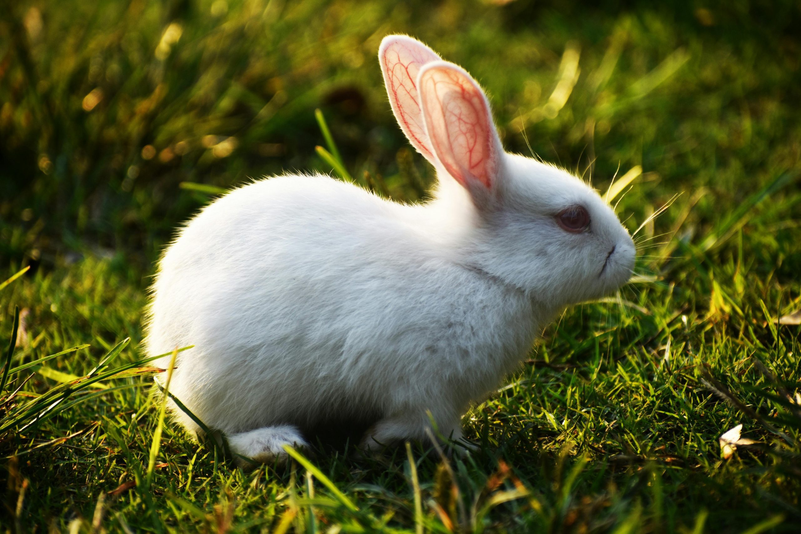 What Causes Sudden Death in Rabbits? | Envynature