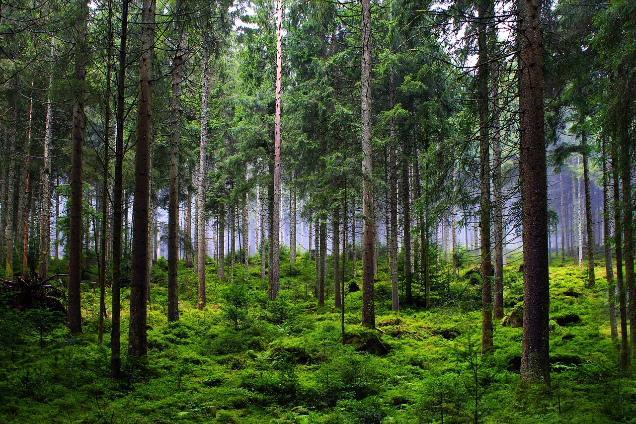 International Day of Forests: Why It Matters and How You Can Help ...