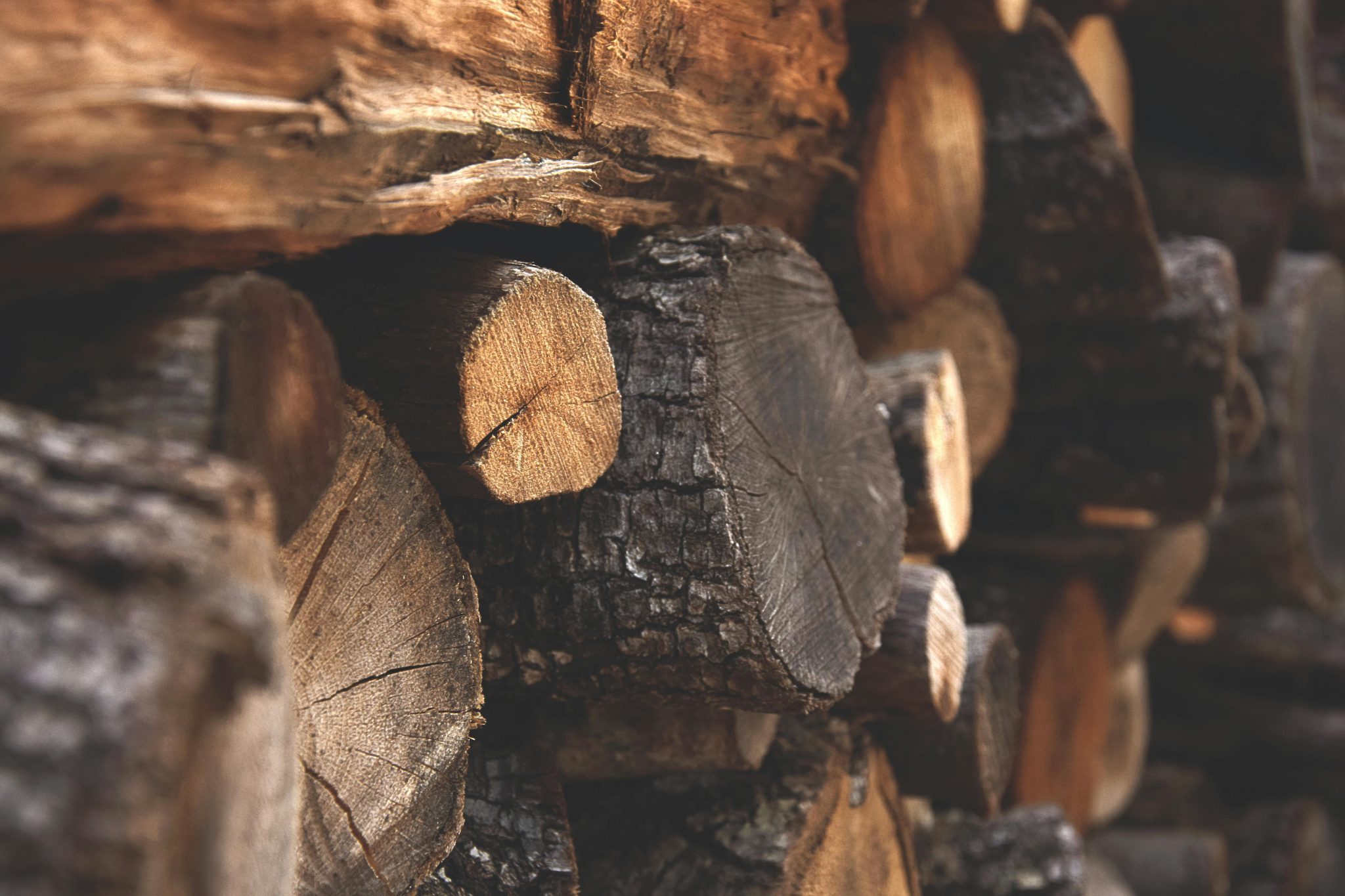 World Wood Day: Why It Matters More Than You Think | Envynature