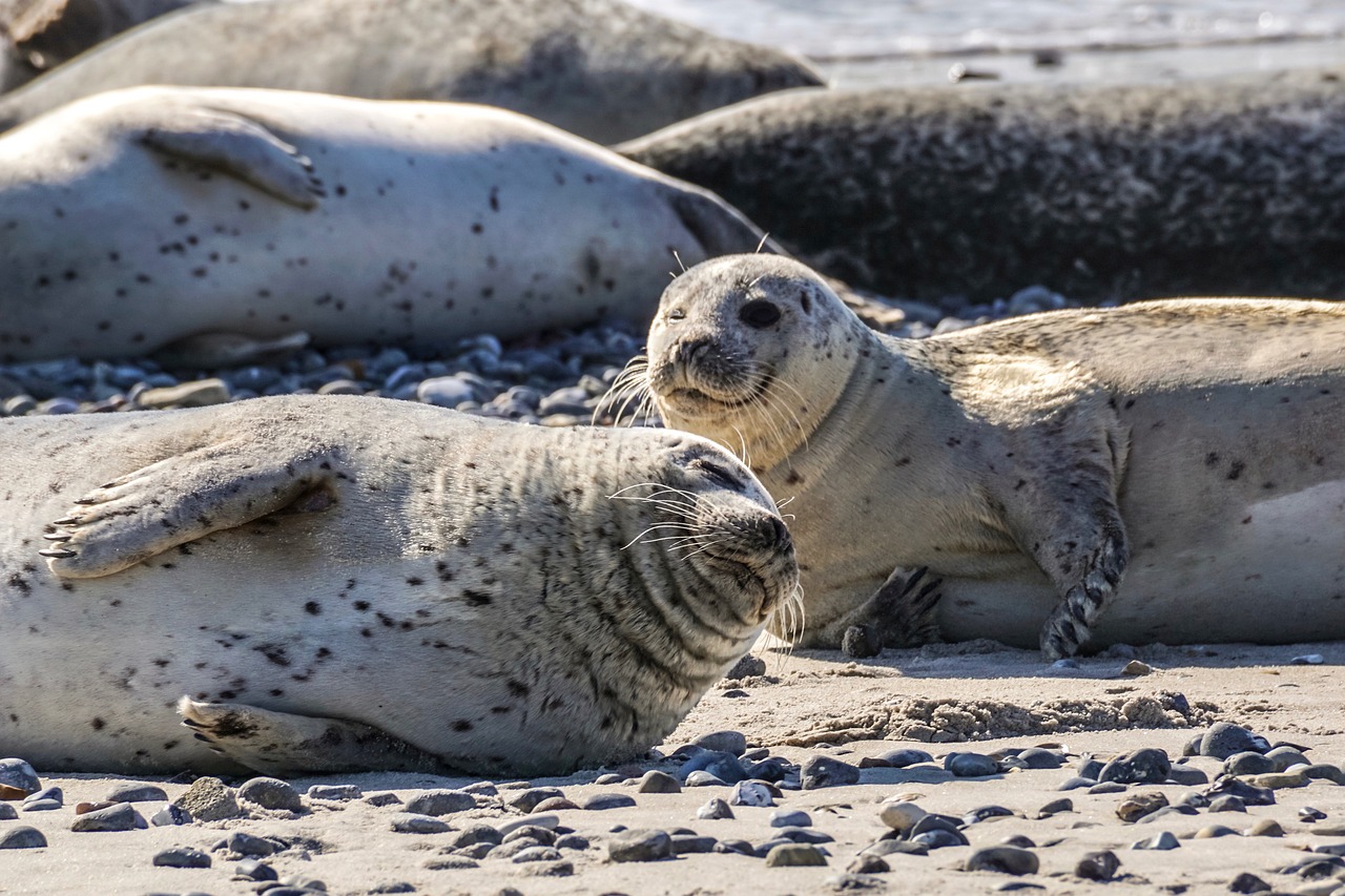 International Seal Day: Why It Matters and How You Can Help | Envynature