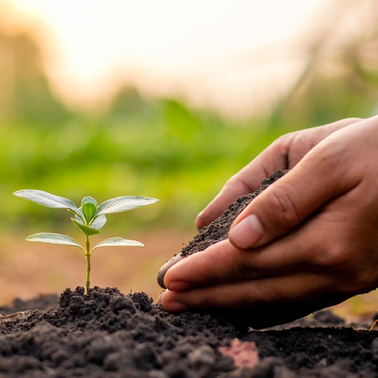 How to Identify Healthy Seedlings and Transplant Them Like a Pro ...