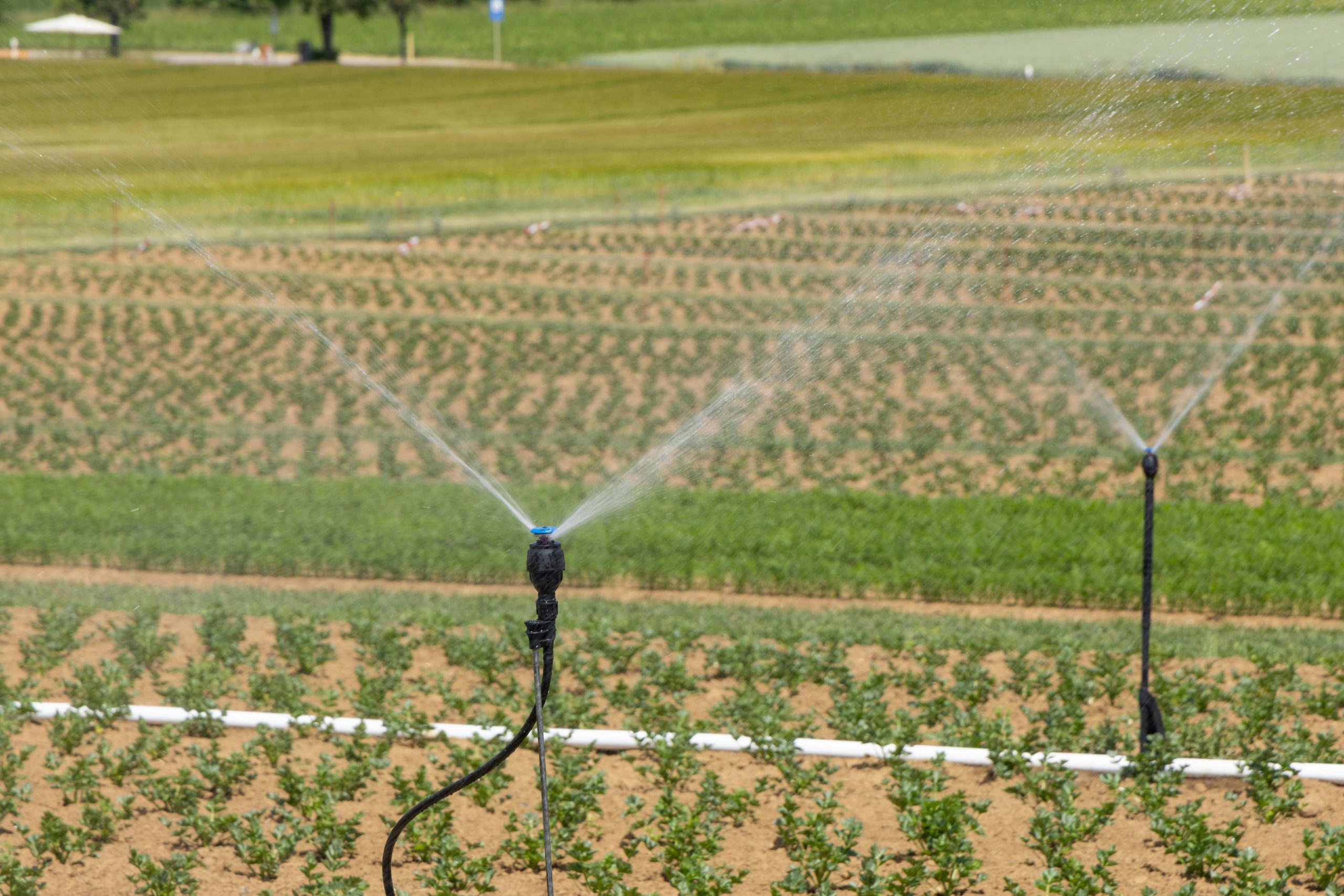 How to Build a DIY Drip Irrigation System Using Plastic Bottles ...